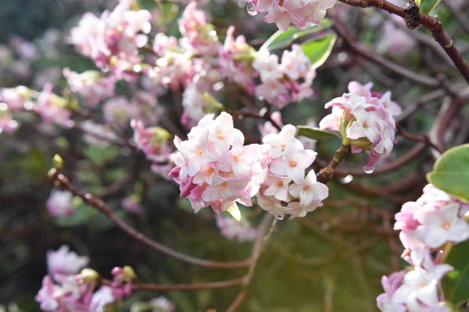 Community — Seattle Garden Club